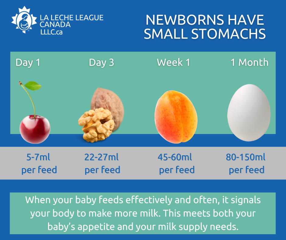 Newborns Have Small Stomachs | La Leche League Canada