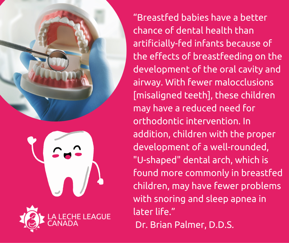 Oral Development and Dental Caries in the Breastfed Baby | La Leche ...