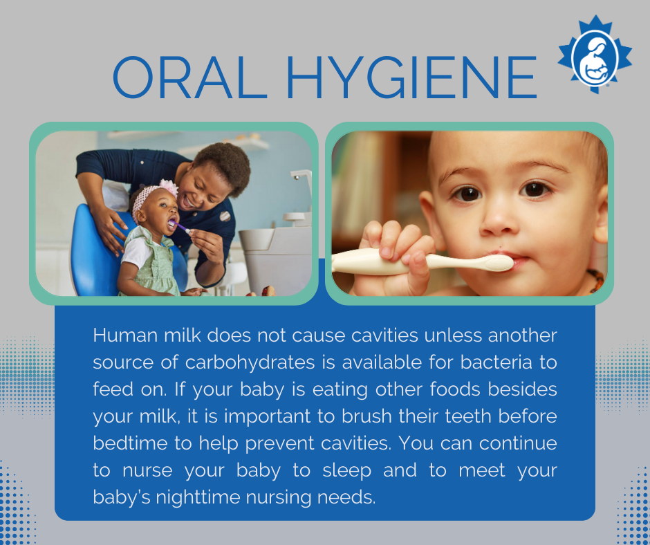 Oral Development and Dental Caries in the Breastfed Baby | La Leche ...